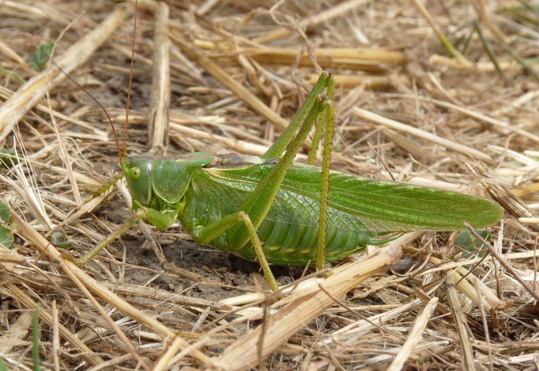 Sussex Nature: Great Green Bush Cricket - Tettigonia Viridissima