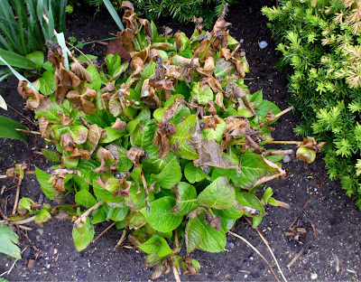 A Rose in the Garden: Frost Damage, Asparagus & Mom's Bum Leg