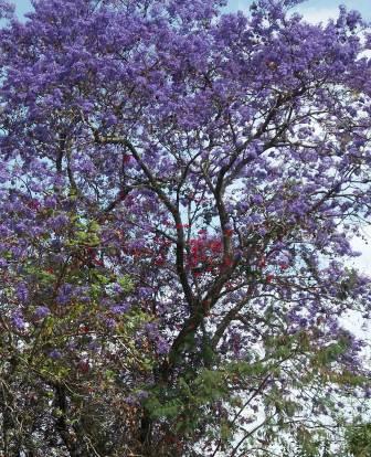 Tanzania 2010-2011: Christmas Trees -- Merry Christmas!