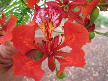 Tanzania 2010-2011: Christmas Trees -- Merry Christmas!