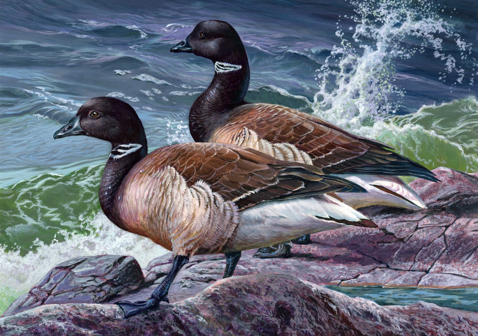 WildBird on the Fly: Minnesota artist wins Duck Stamp contest for the ...