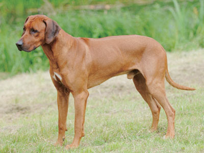 Hound Group: December 2010