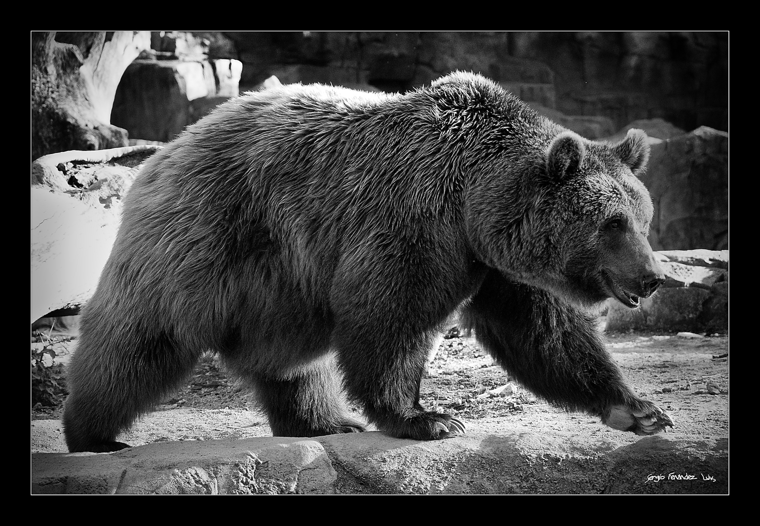 Digitalkamera: Oso pardo