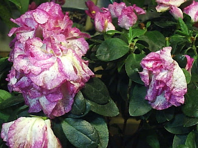 dAmN pLaNtS: The mystery of the wilting Azalea