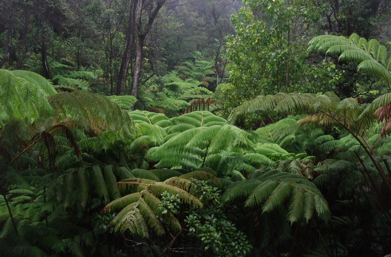 Ken's Daily Photo Album: Fern Tree Jungle