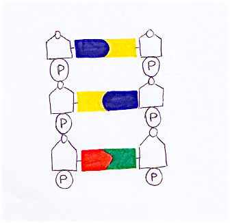 Schüler helfen Schülern: GENETIK 3. Aufgaben und Funktionen der DNA(DNS)