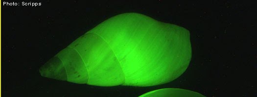 RTSea Blog: observations on oceans, sharks and nature: Glowing Snail ...