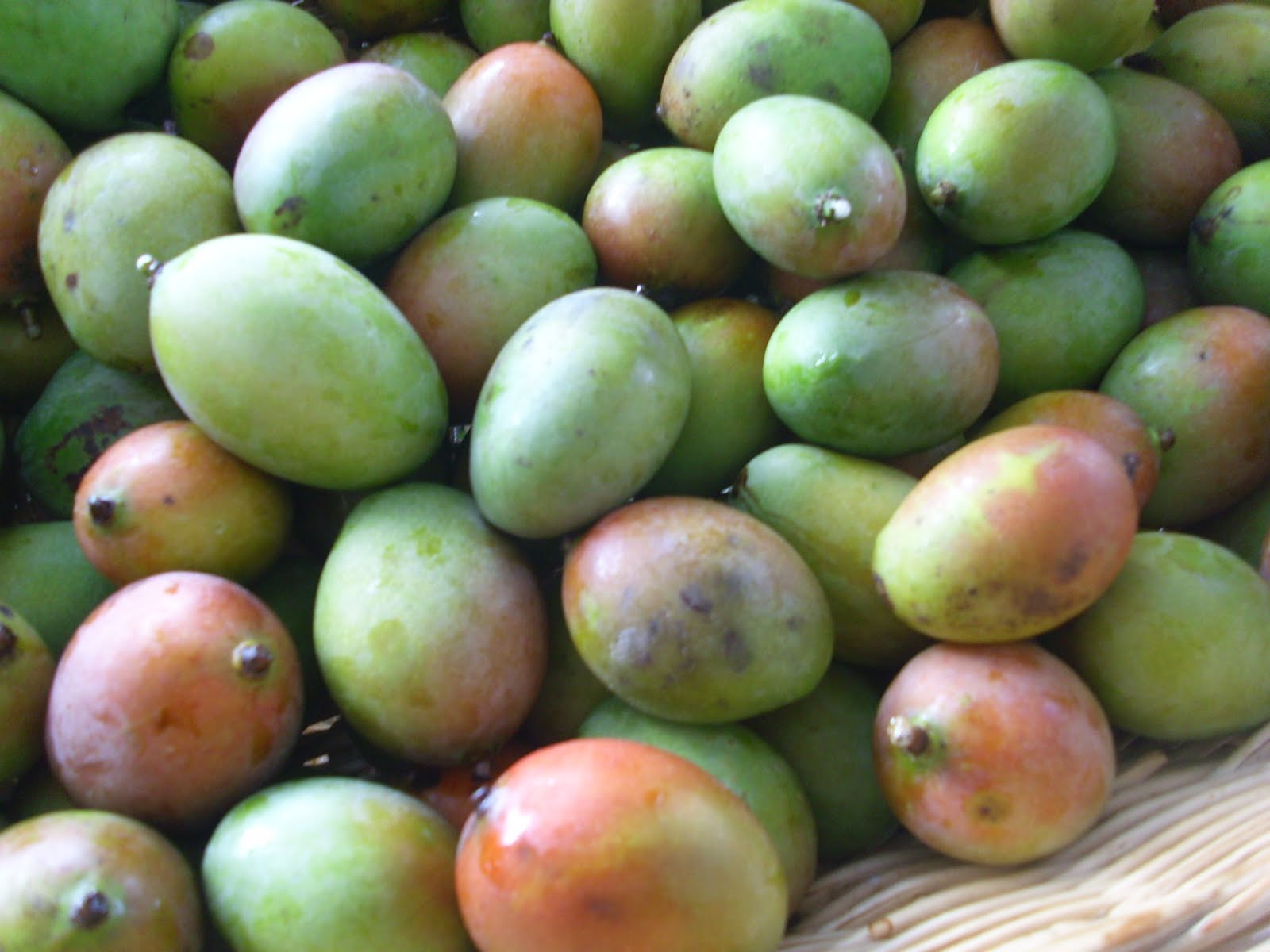 Beachcomber on Saipan: Celebrate the Mango- Part2