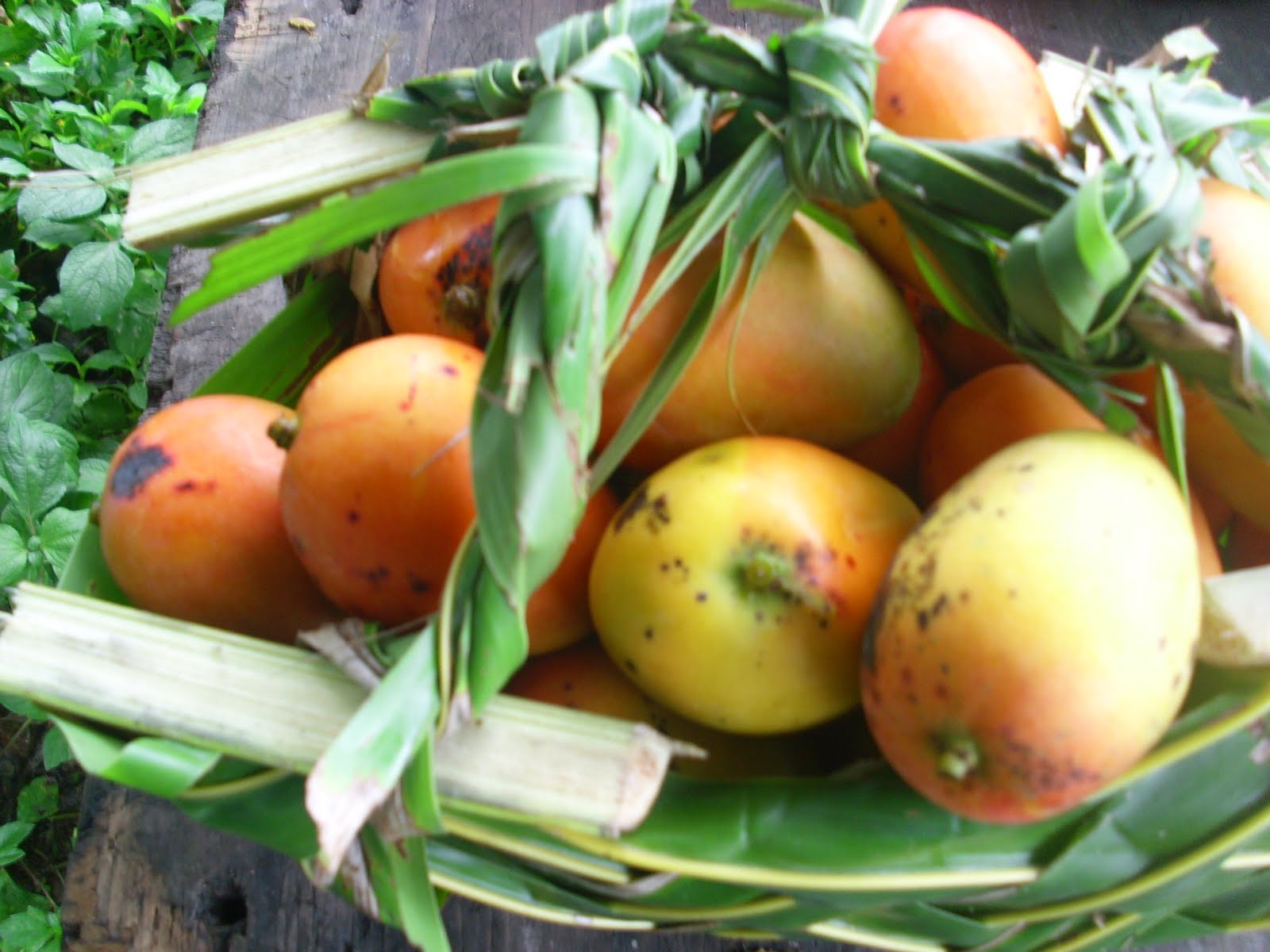 Beachcomber on Saipan: Celebrate the Mango- Part2