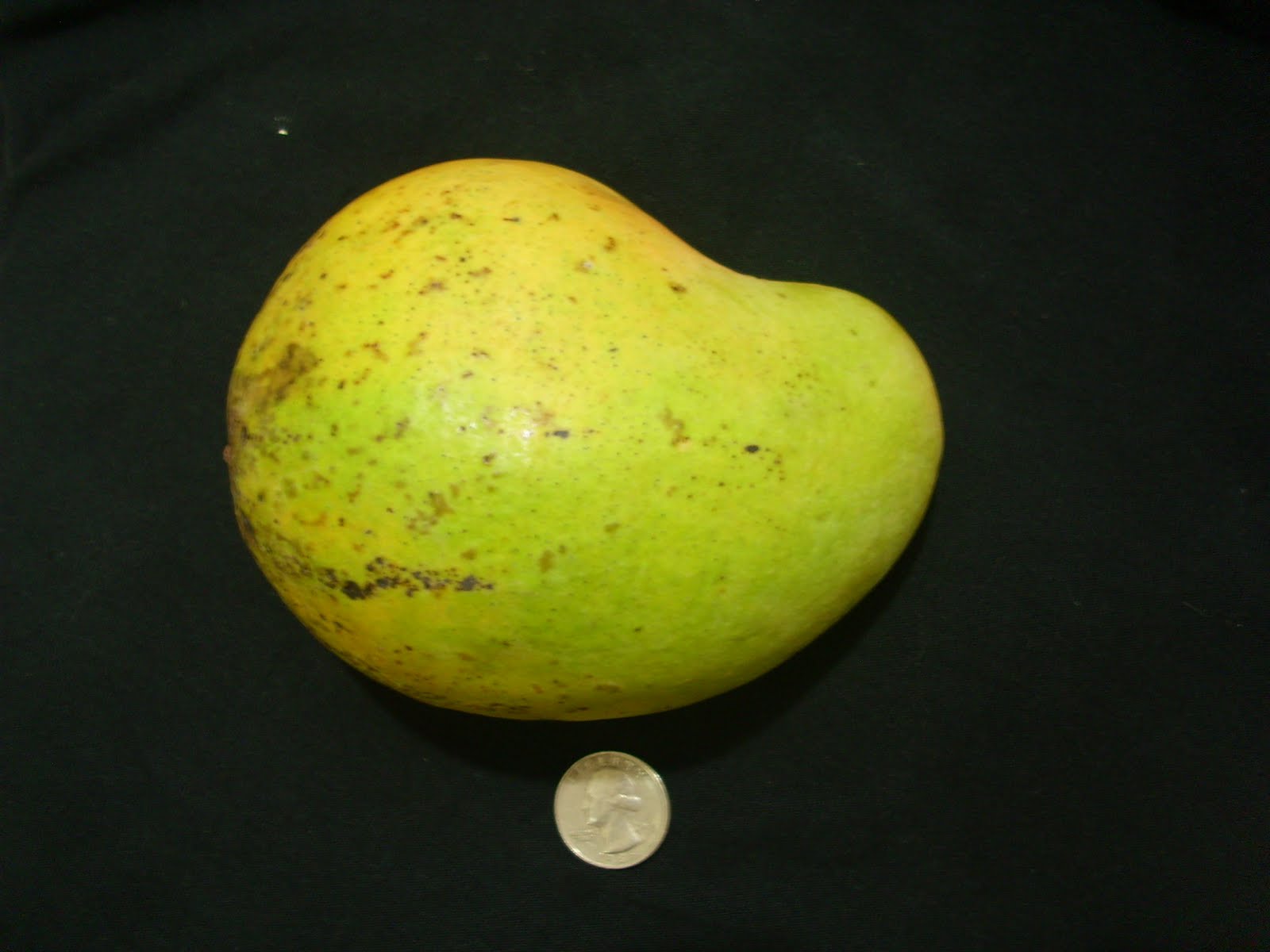 Beachcomber on Saipan: Celebrate the Mango- Part2