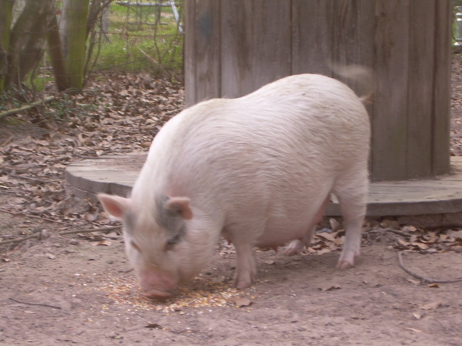 No pig should be deprived of these simple joys in life : r/pics