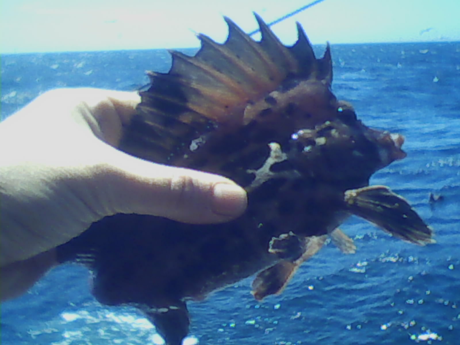 El Mar Argentino-Maffeis Oscar: 200912