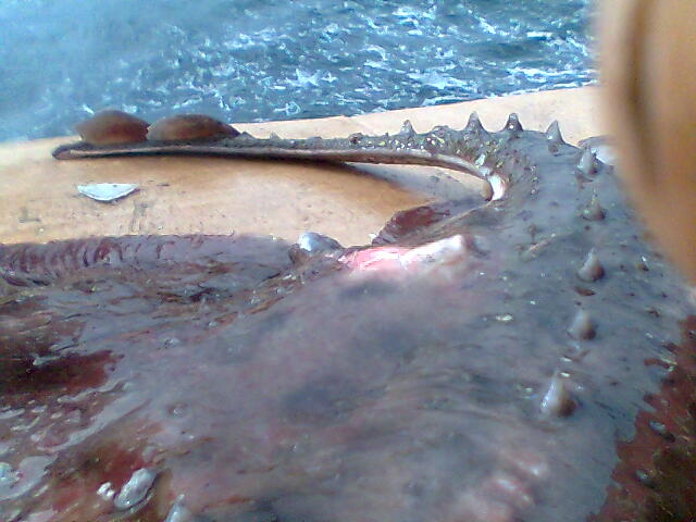 El Mar Argentino-Maffeis Oscar: Rayas