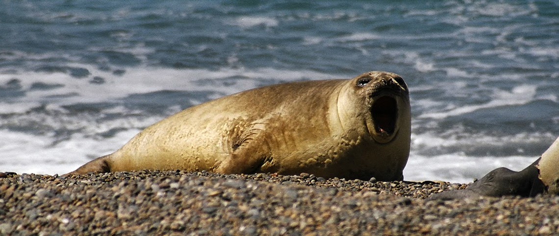 Paisajes de argentina: LA FOCA GORDA