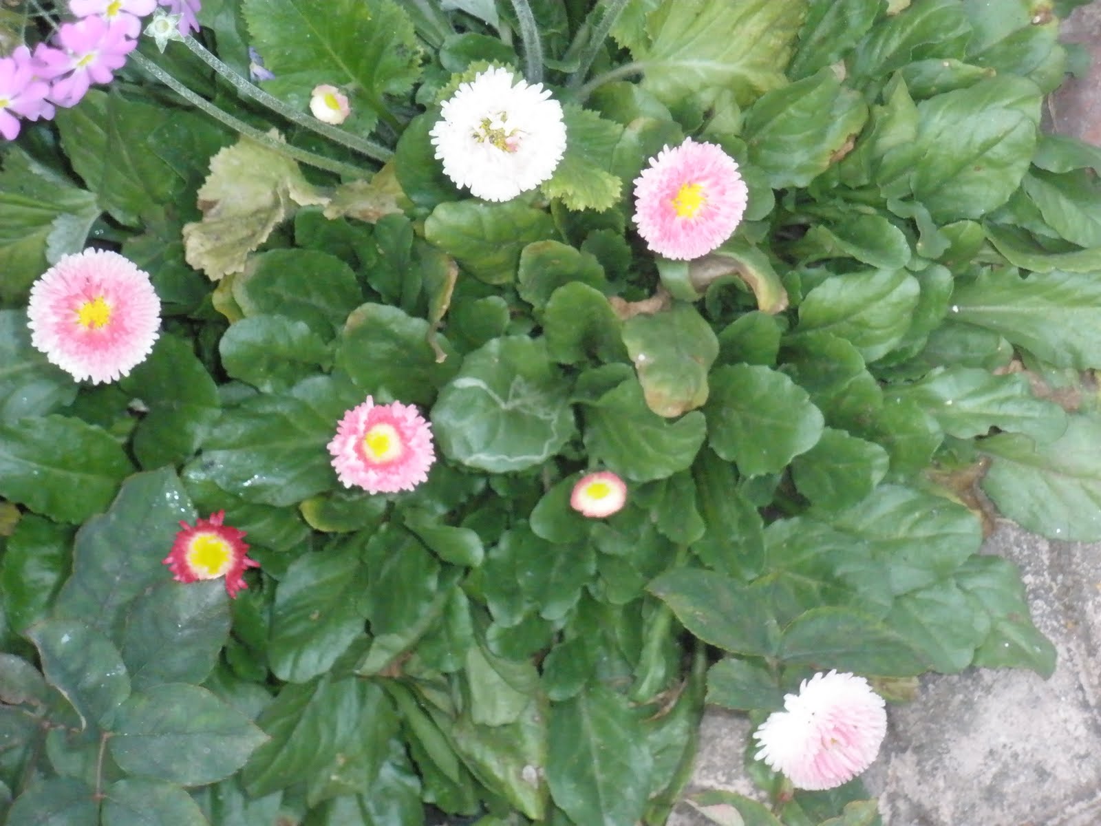 Sikkim and beyond: Flowers at Rumtek Gompa, Sikkim (India)