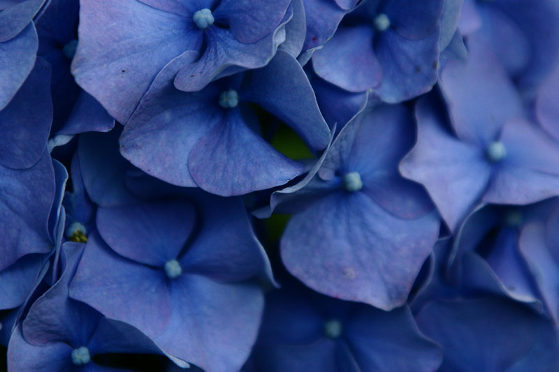 Treadgold: Colour Me Happy. Cerulean Blue