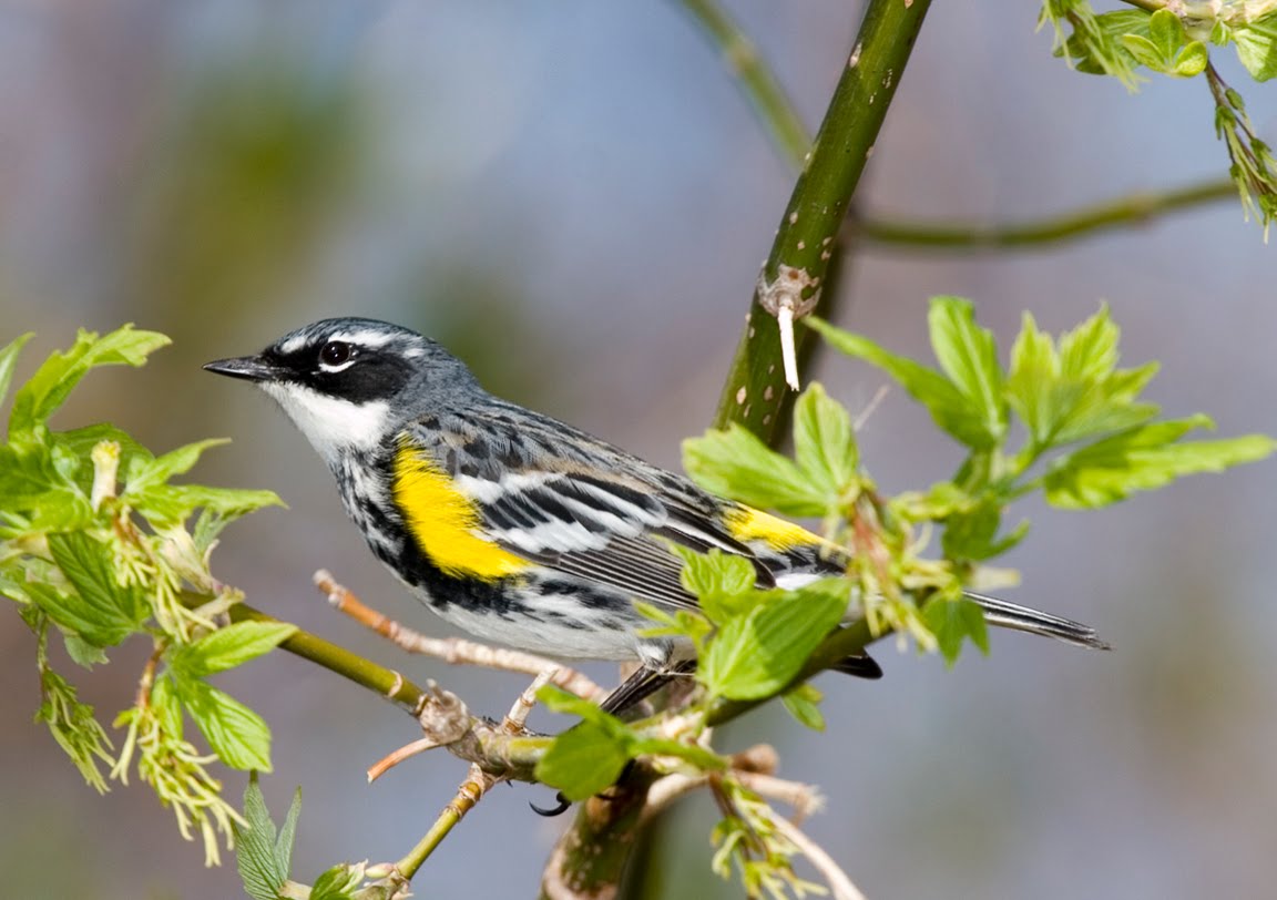 Birding with Kenn and Kimberly: An Incentive Plan