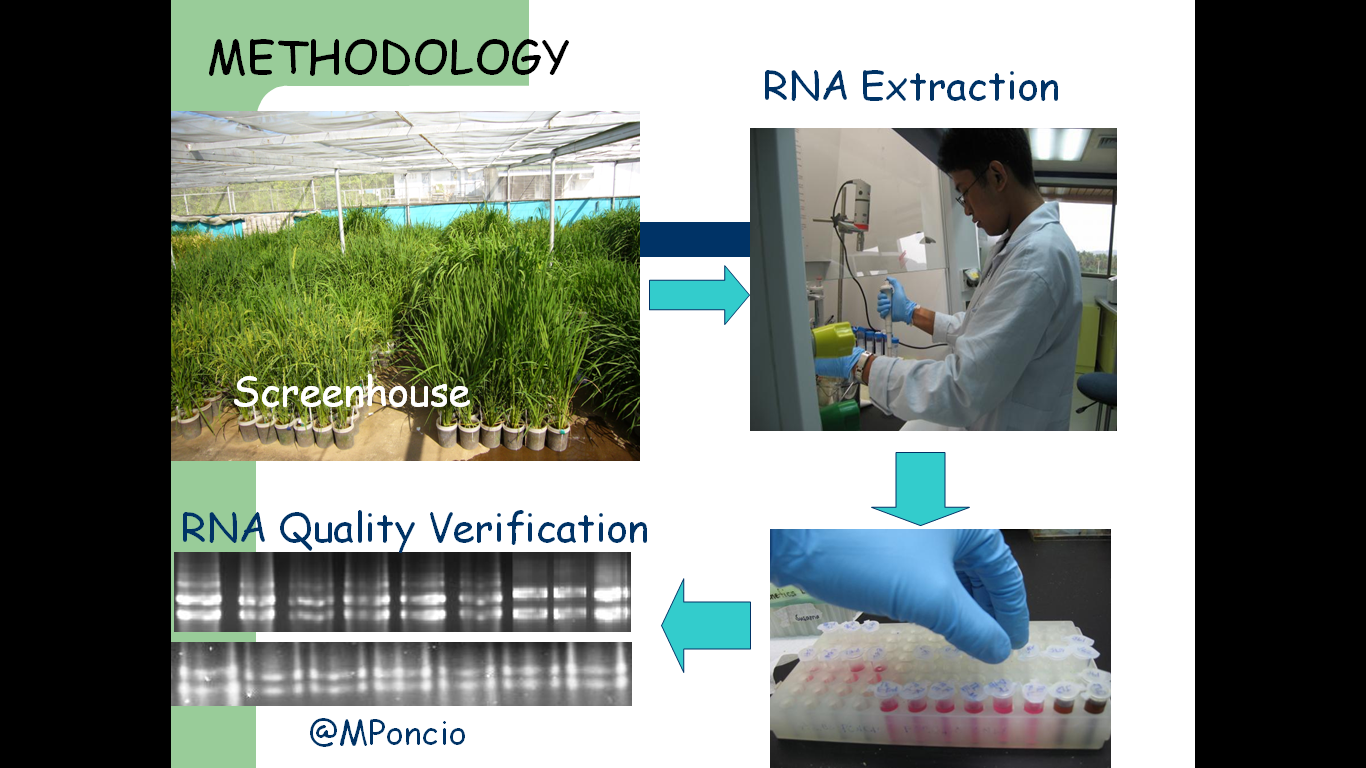 Science, Medicine,Nature and Troubleshootings: How To Do Real Time Gene ...