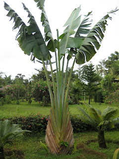 Peace Corps Cameroon: Photos-Flora and Fauna of Cameroon