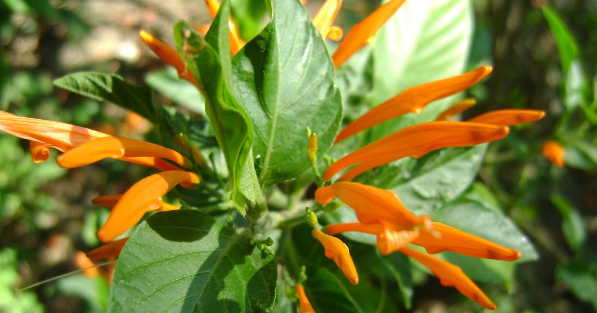 JARDIN DE LA SALUD PLANTAS MEDICINALES: MUICLE