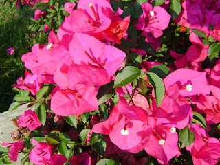 JARDIN DE LA SALUD PLANTAS MEDICINALES: BUGAMBILEA, BUGAMBILIA ...
