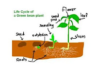 web scavenger: The Life Cycle of a Green Bean Plant.