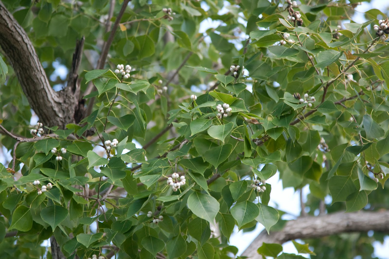 The Plant Book- OPID PLS 230