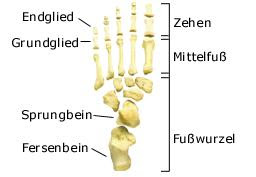 Anatomy: Fußknochen