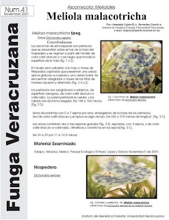 FUNGA VERACRUZANA: Meliola malacotricha (Ascomycota: Meliolales).