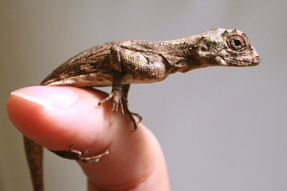 And I Think to Myself...What A Wonderful World.: Creature Feature ...