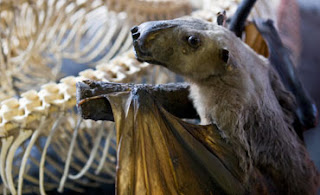 And I Think to Myself...What A Wonderful World.: Creature Feature ...