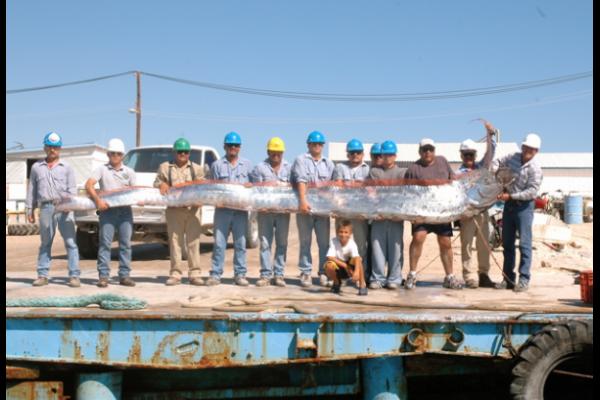 And I Think to Myself...What A Wonderful World.: Creature Feature: Oarfish.