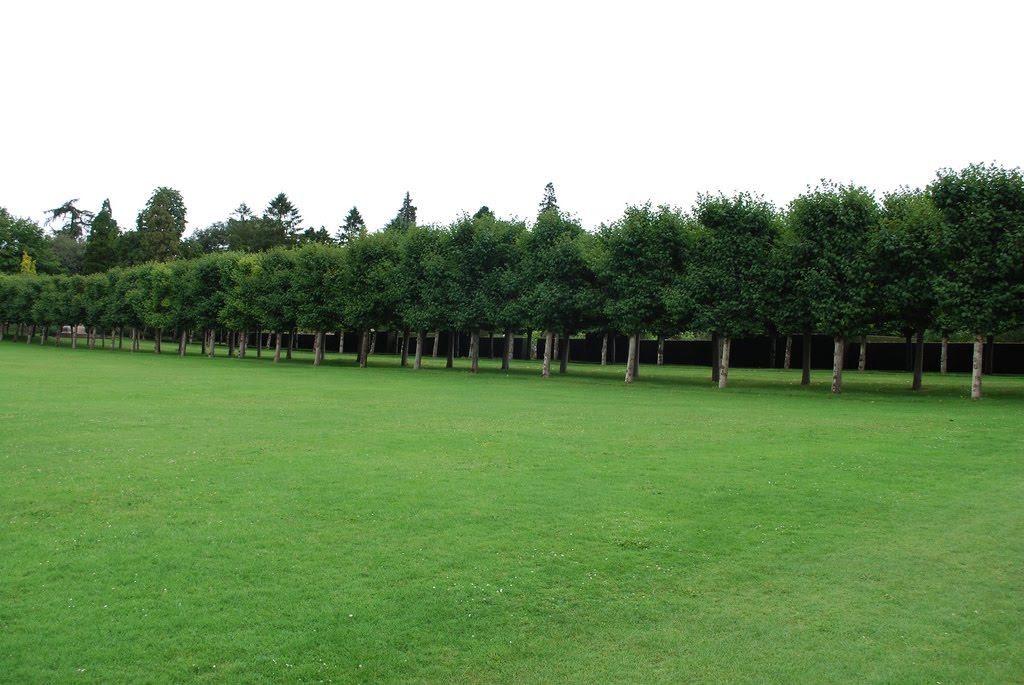 Willowbrook Park: The Pleached Lime walk and the Copper Beech glade...