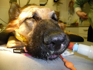 Everythings about eve: Mycotic Rhinitis