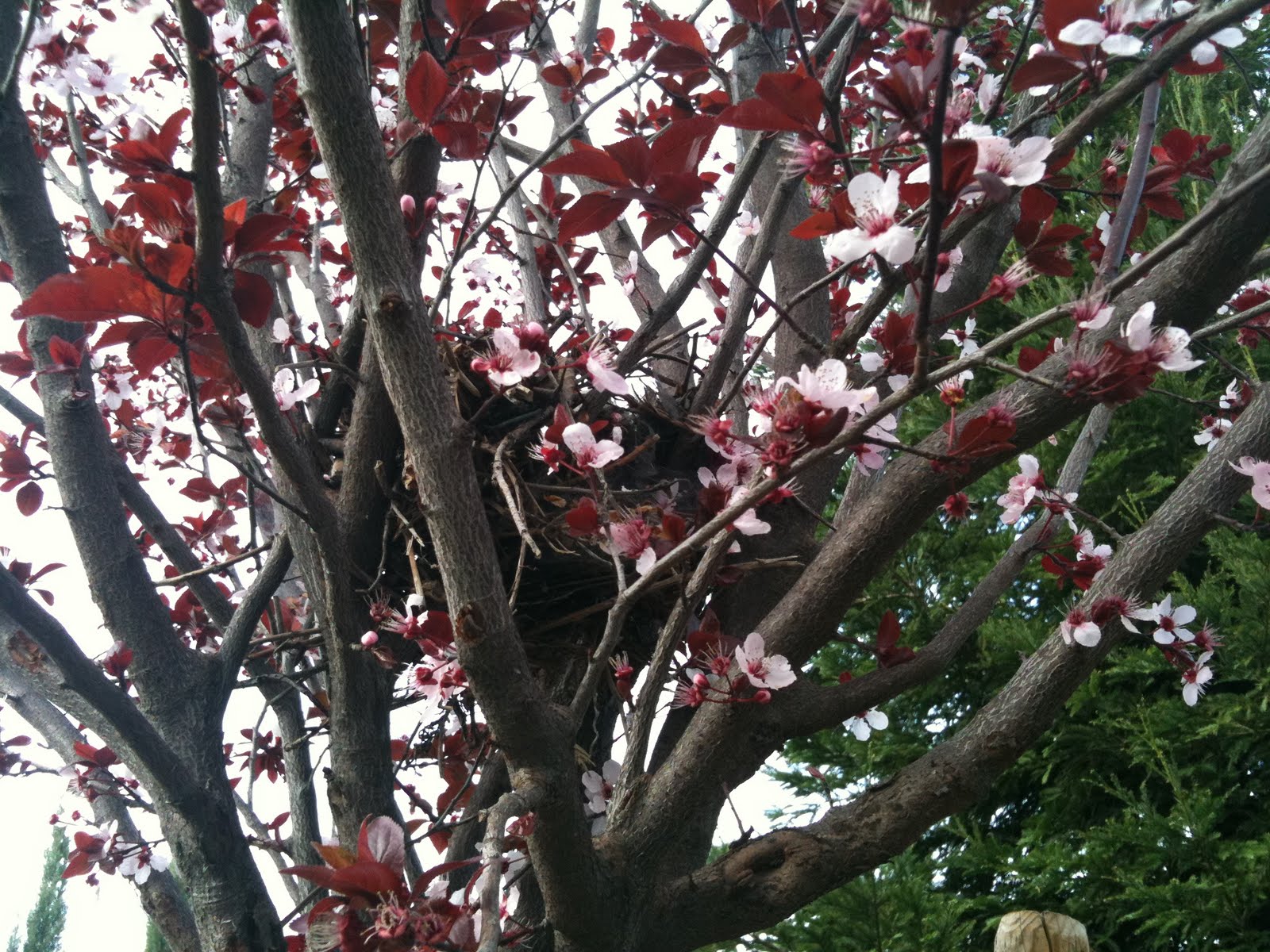 Simply Very Chey: Fruitless Plum Tree