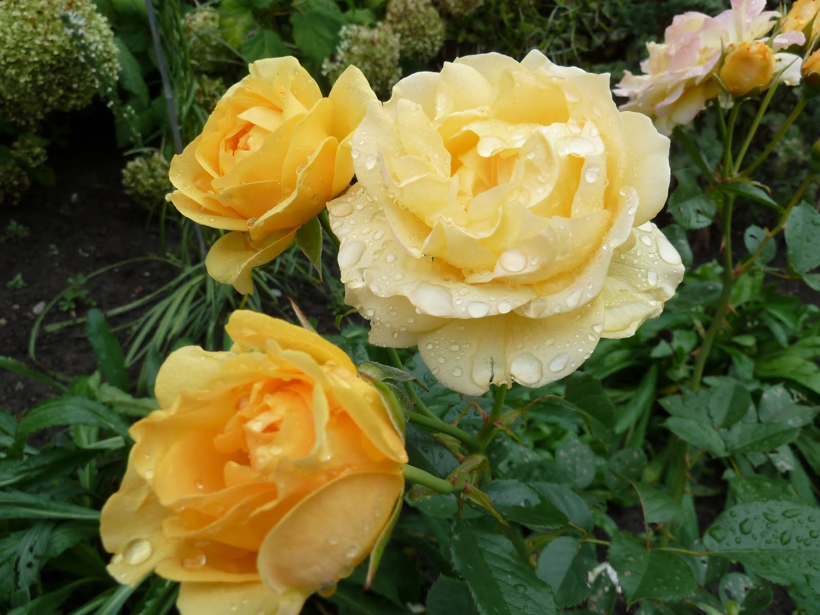 York Downs Golf and Country Club: Gardens: "Julia Child" Floribunda Rose