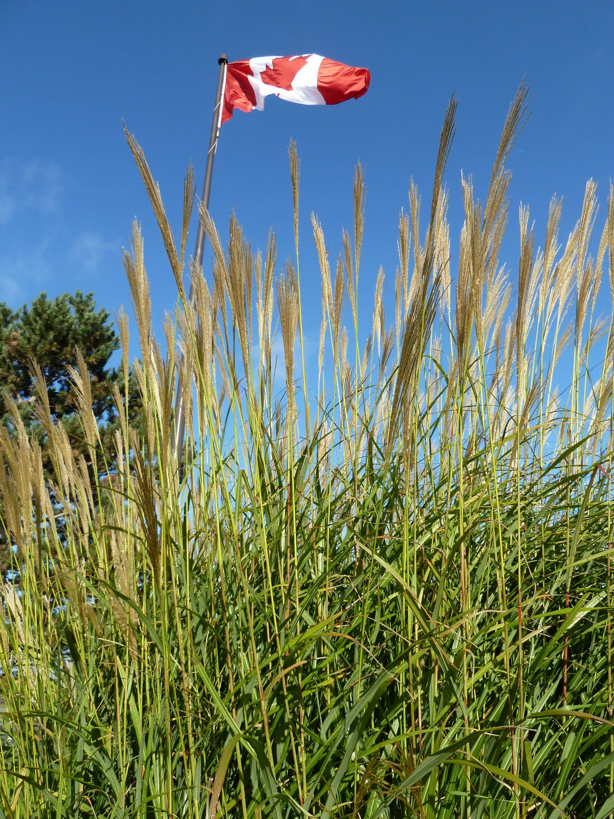 York Downs Golf And Country Club Gardens 101 Series Ornamental Grass