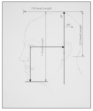 Average Human Face Dimensions