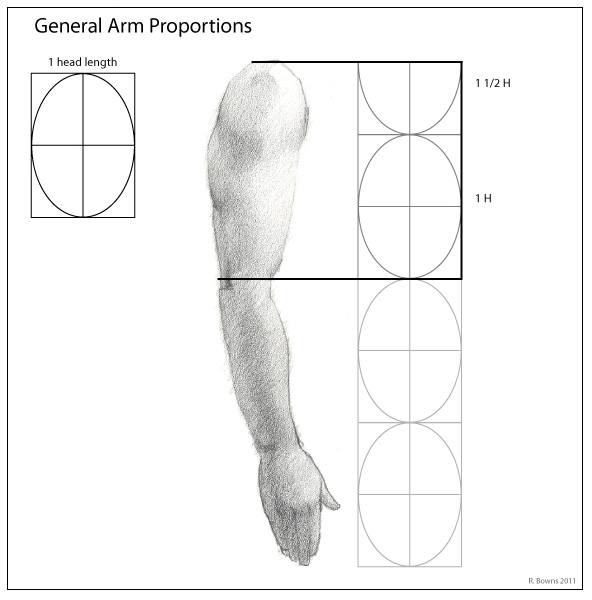 Paint Draw Paint, with Ross Bowns: Drawing Basics: Proportions of the Arm