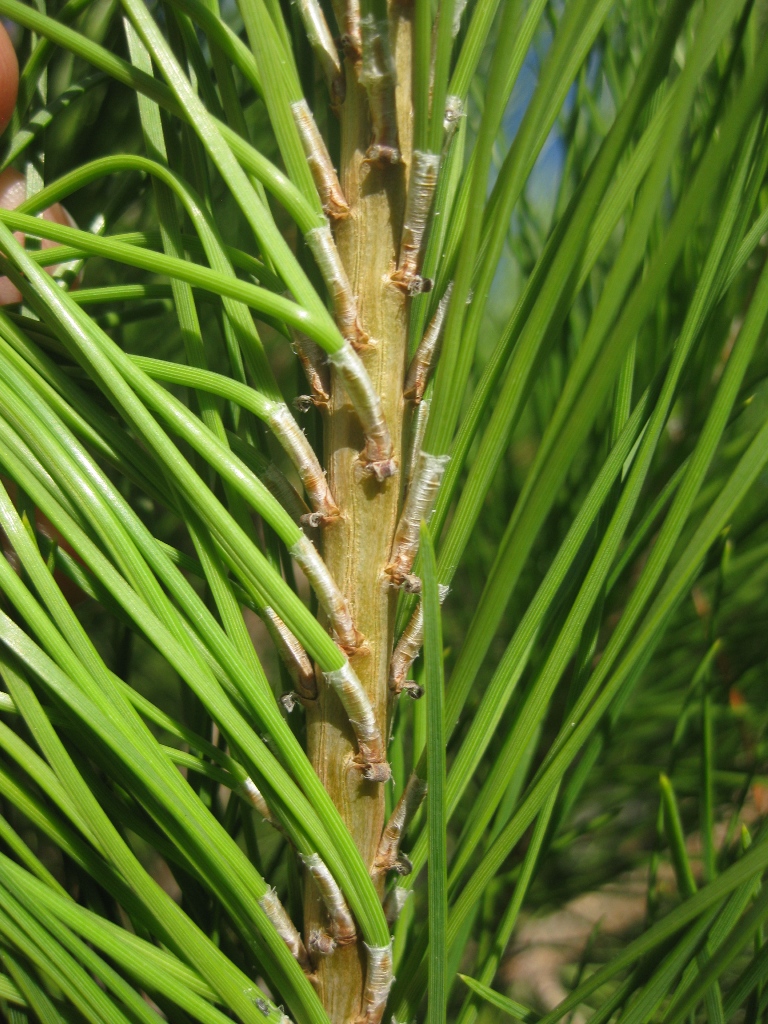 Das plantas e das pessoas: Abies nordmanniana (Pinaceae) e Pinus ...