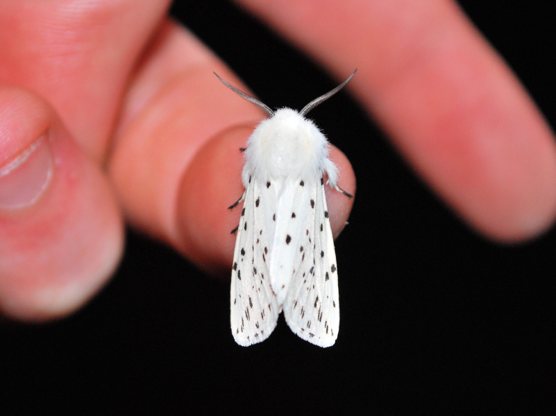 Bill's Birding: Fluffy Moths