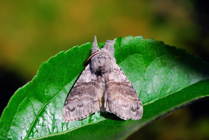 Bill's Birding: Fluffy Moths