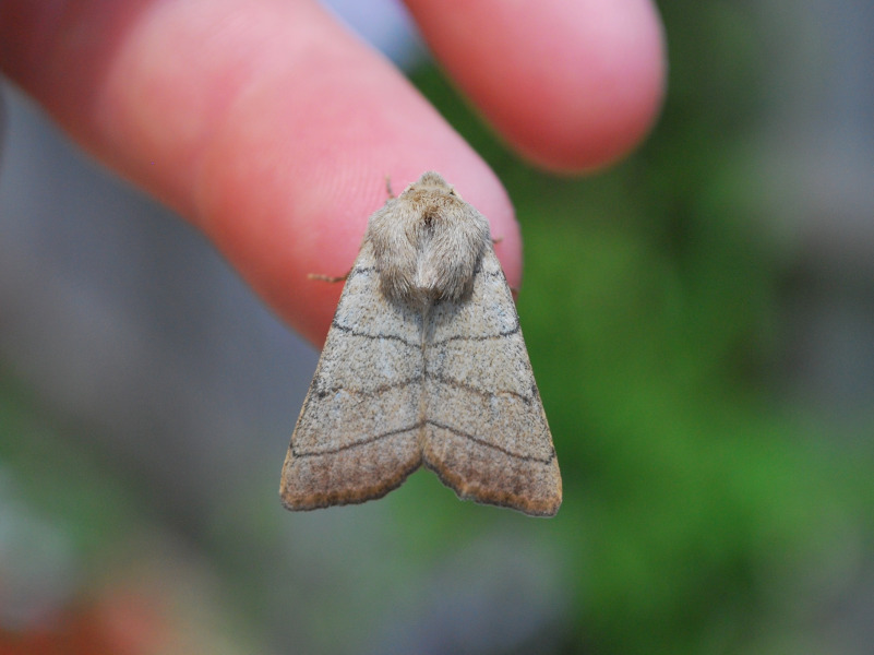 Bill's Birding: Fluffy Moths