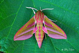 The Venezuelan Poodle Moth is pretty adorable (Yes, it's real!) : r/aww