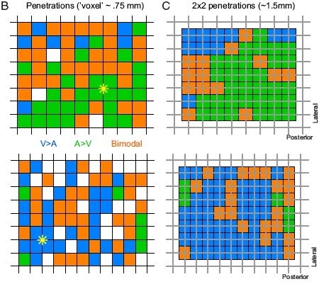 Talking Brains: Spatial Organization of Multisensory Responses in ...
