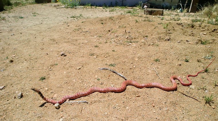 Webnesia: April 2010