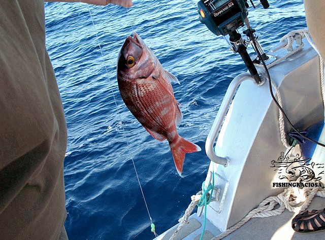 PESCA AÇORES - ILHA GRACIOSA: Pesca Açores "Pesca do Pargo" na Graciosa