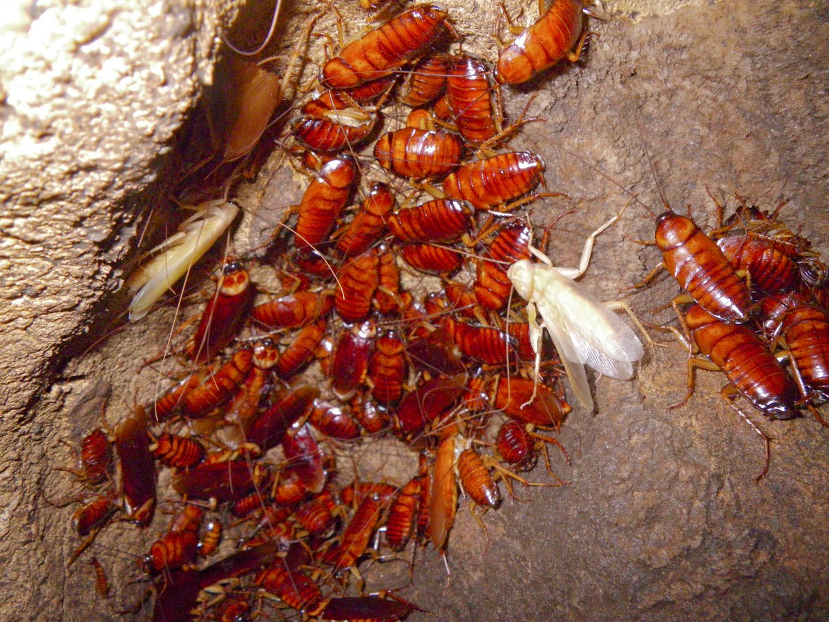 The Kruse Chronicles Continue in Cocoa, Florida: Cueva Cucaracha (a Two ...