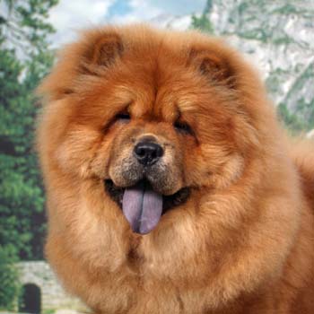 Chow Chow Time! Chow Chow Time! Chow Chow Time!: Chow Chow Time