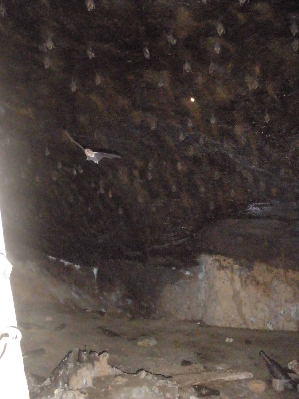 From Serendib To Sikkim: Seated Buddha, Mihiñdu Guhawa, Aradhana Gala ...